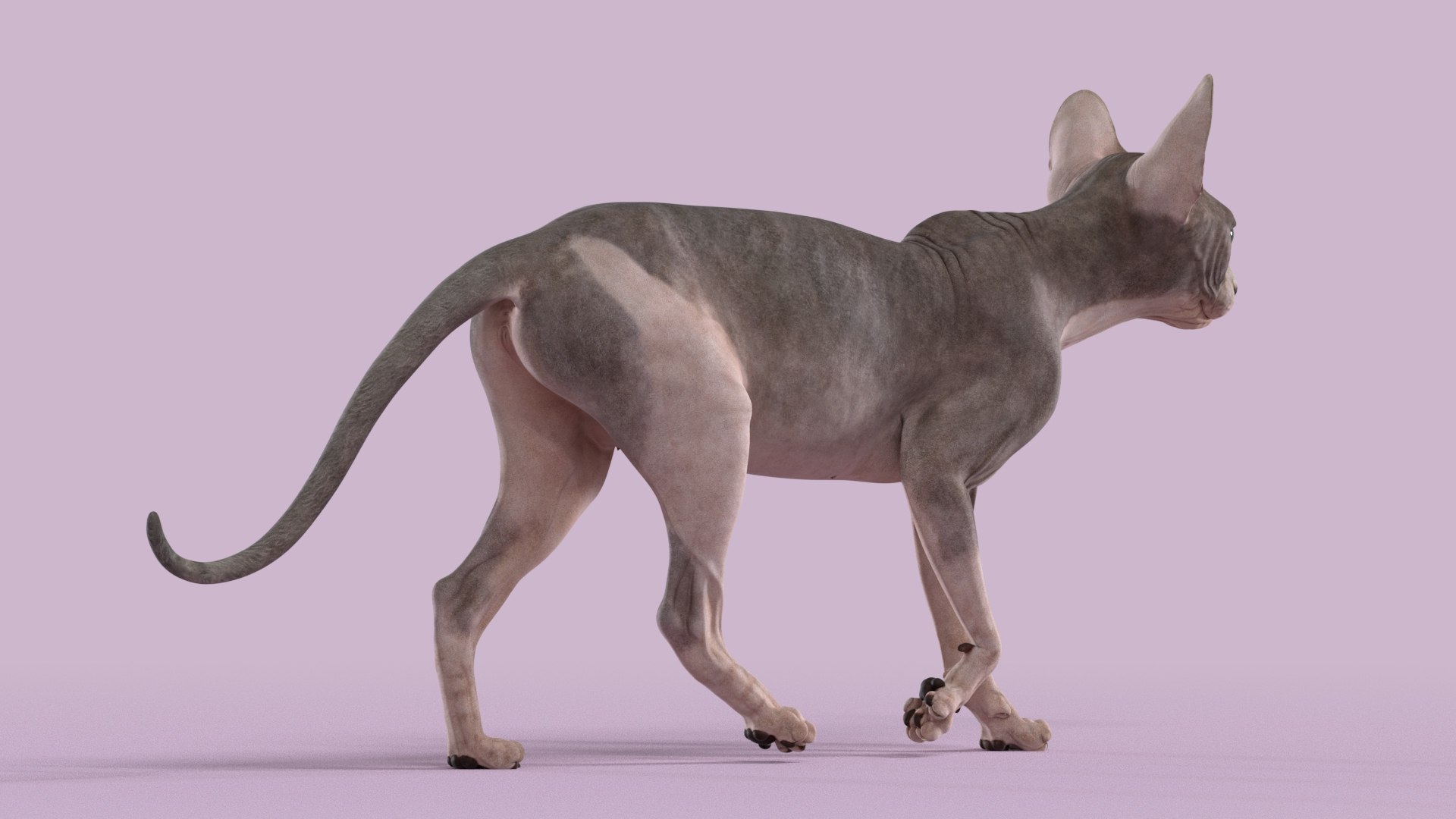 3D model sphynx cat animations - TurboSquid 1712615