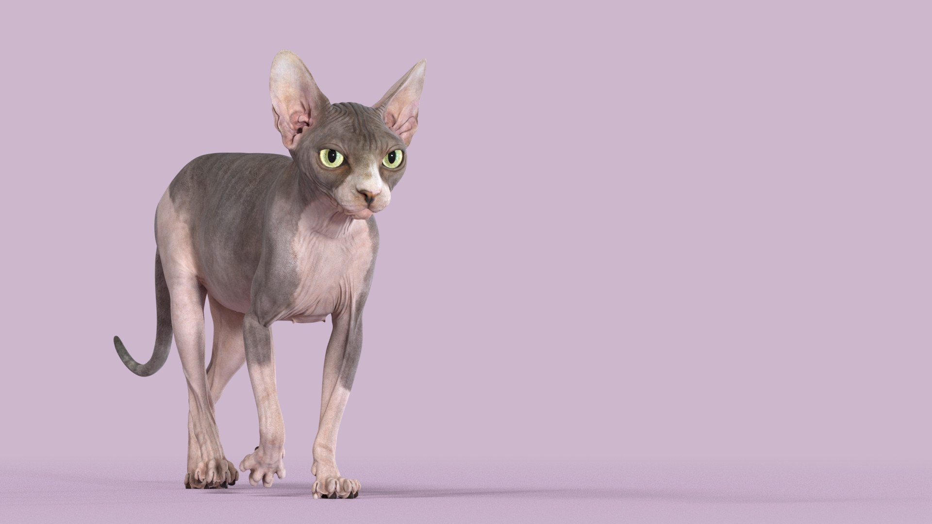 3D model sphynx cat animations - TurboSquid 1712615