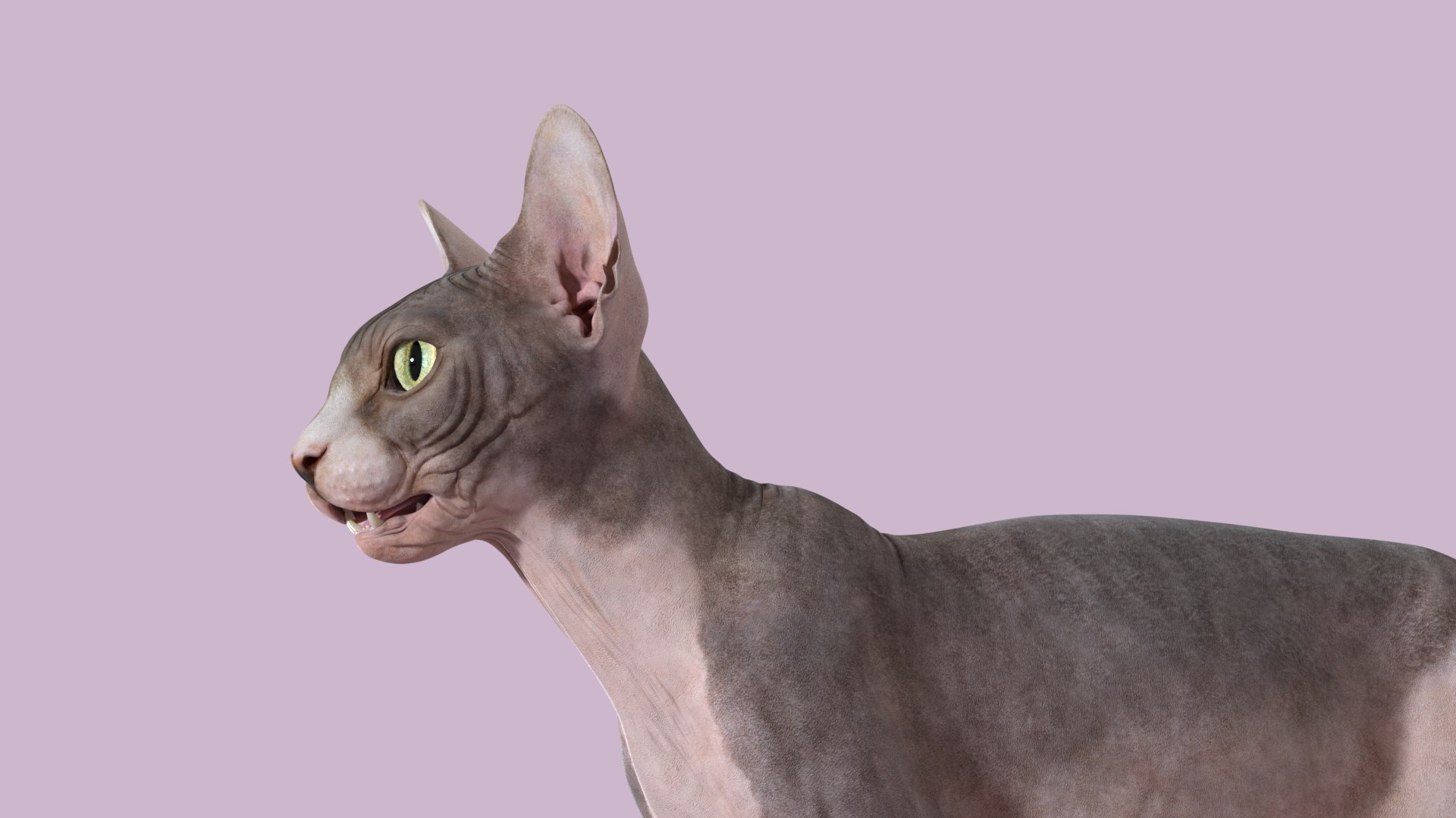 3D model sphynx cat animations - TurboSquid 1712615