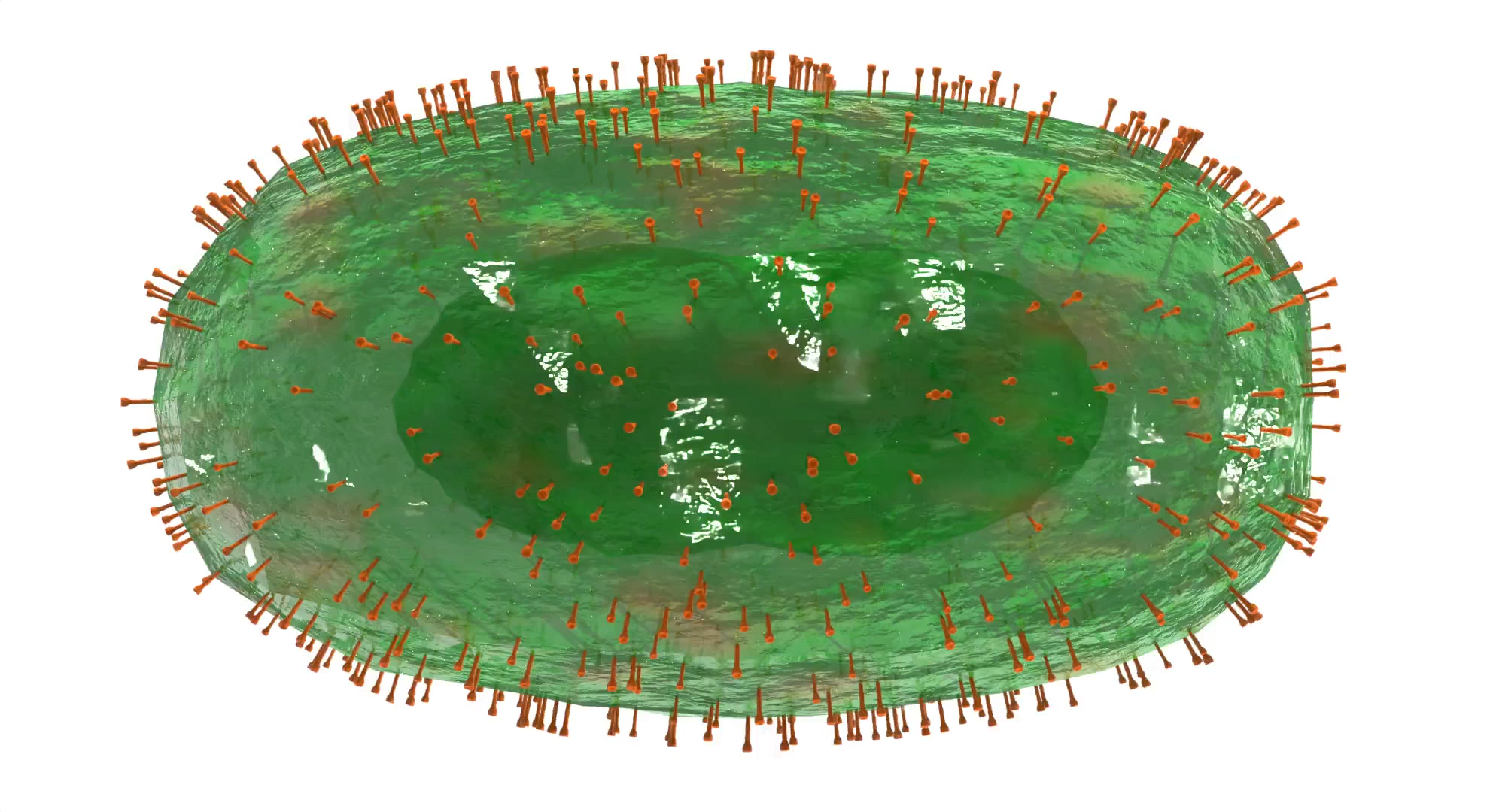 Monkeypox Virus 3D model - TurboSquid 1936088