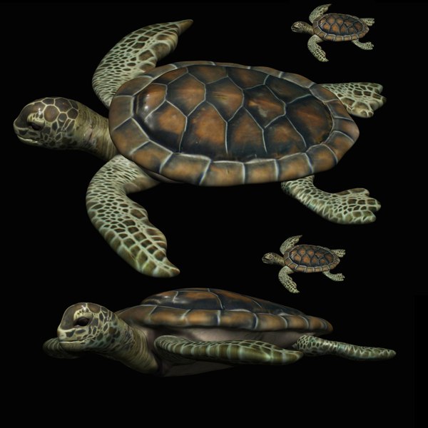 Fully rigged low poly turtle 3D model - TurboSquid 1717042