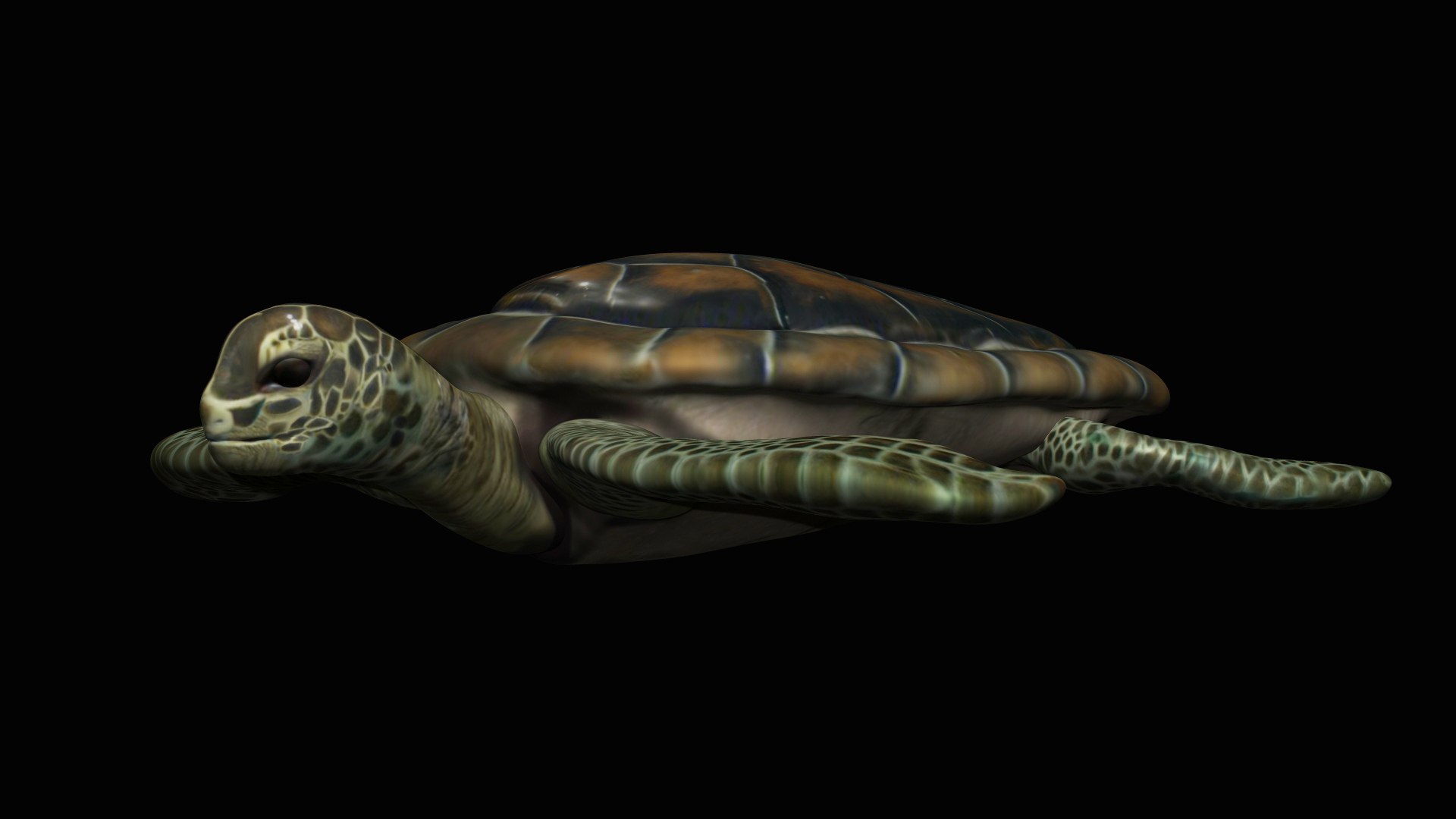 3D Fully Rigged Low Poly Turtle - TurboSquid 1715694