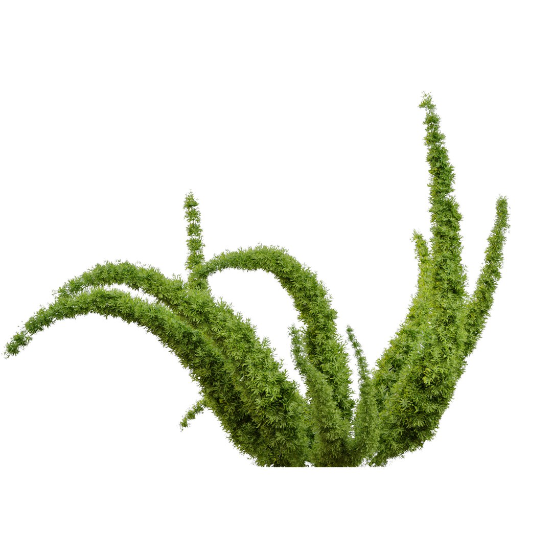 3D Foxtail Fern - TurboSquid 1943973