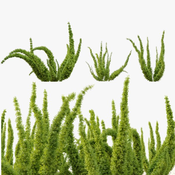 3D Foxtail fern - TurboSquid 1943973