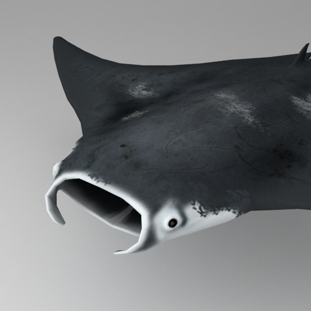 Rigged Manta Animation 3d Max
