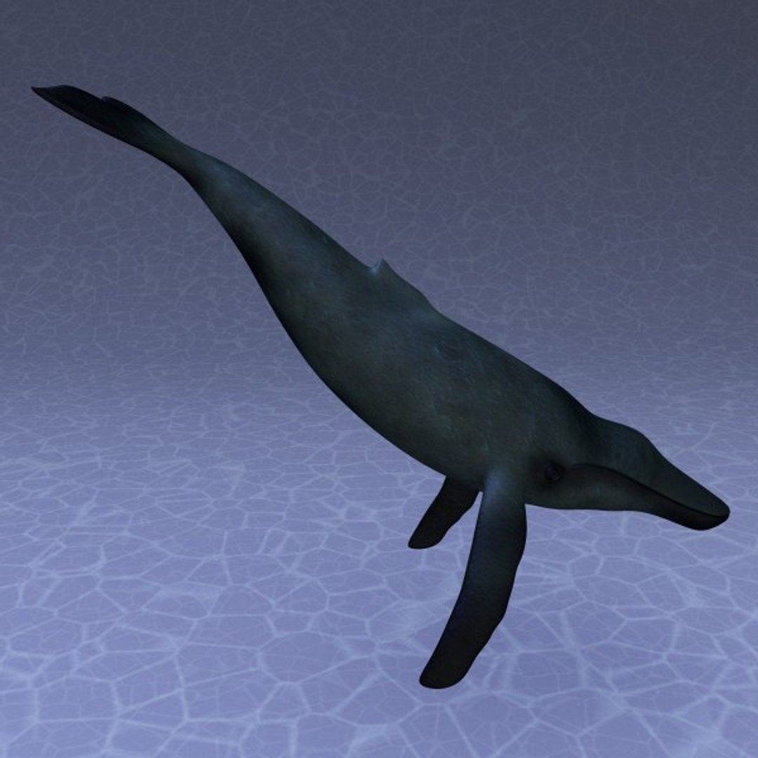 3d humpback whale