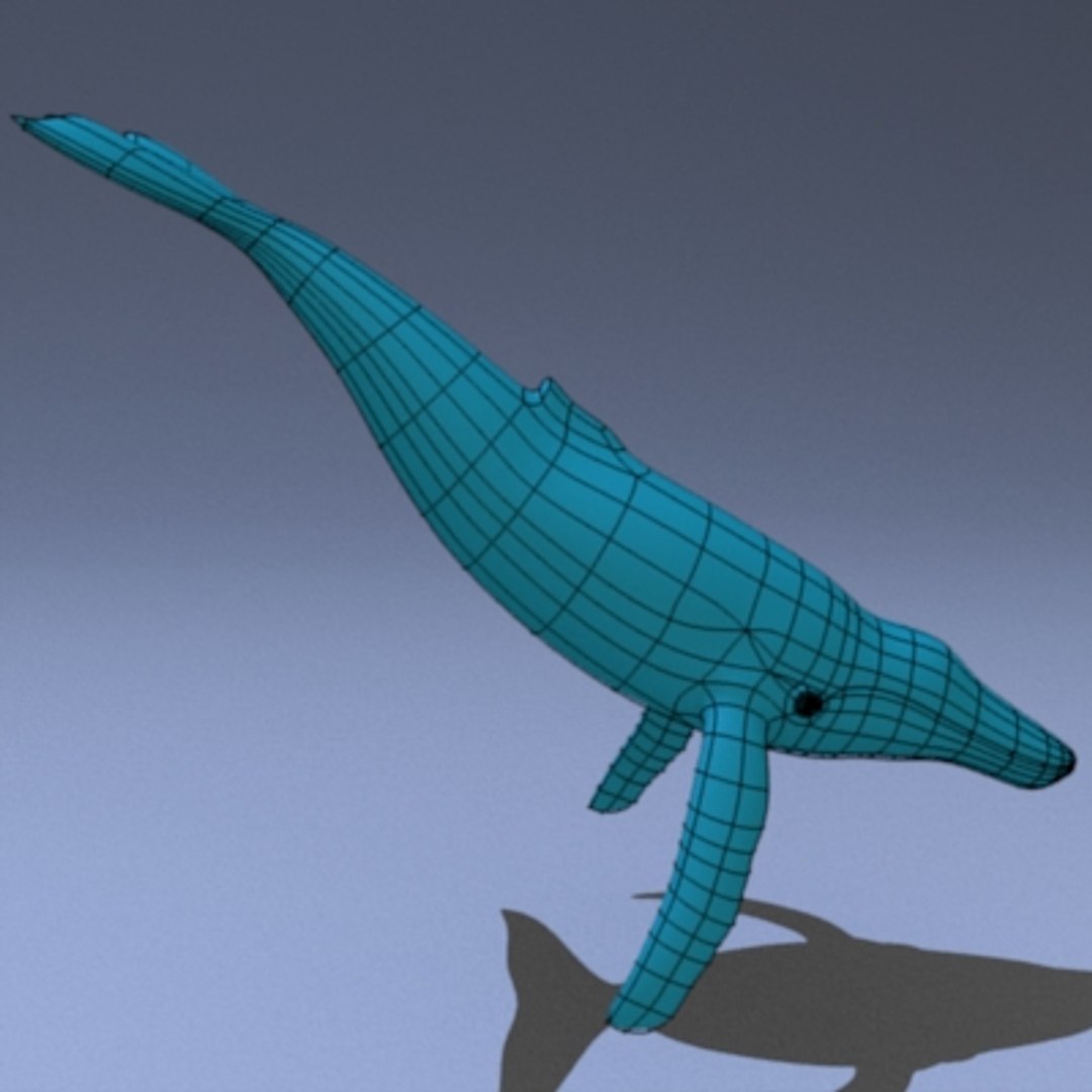 3d humpback whale