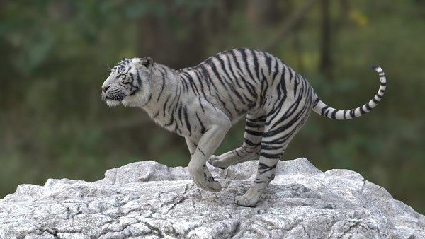 White Tiger RIGGED 3D model - TurboSquid 1729636
