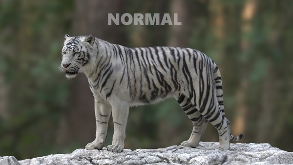 White Tiger RIGGED 3D model - TurboSquid 1729636