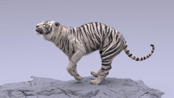 White Tiger RIGGED 3D model - TurboSquid 1729636