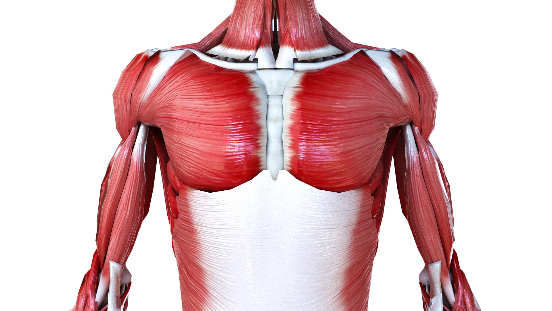 Female body skeleton muscles 3D model - TurboSquid 1524131