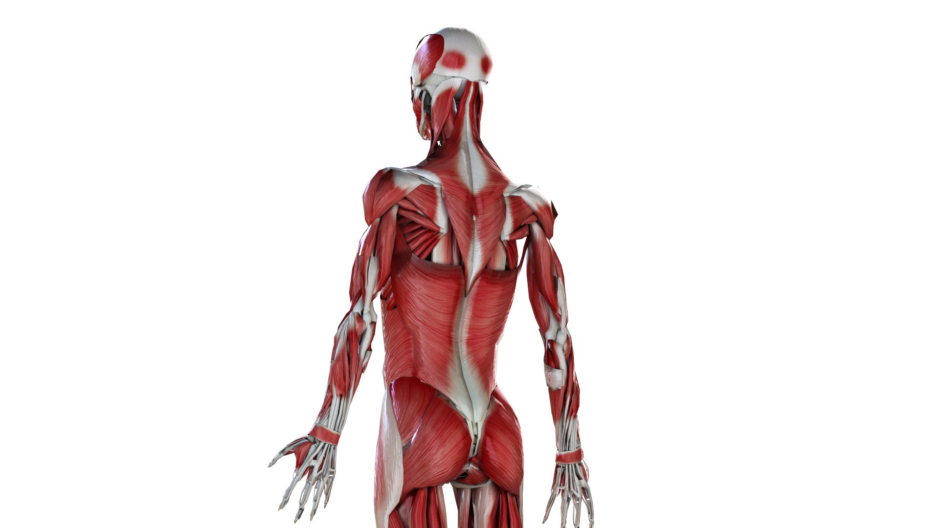 Female body skeleton muscles 3D model - TurboSquid 1524131