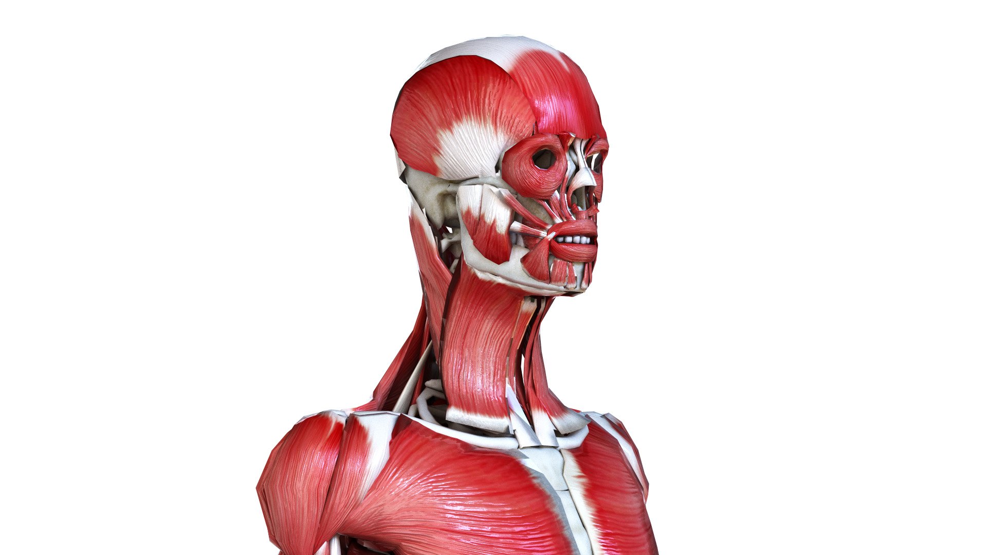Female body skeleton muscles 3D model - TurboSquid 1524131