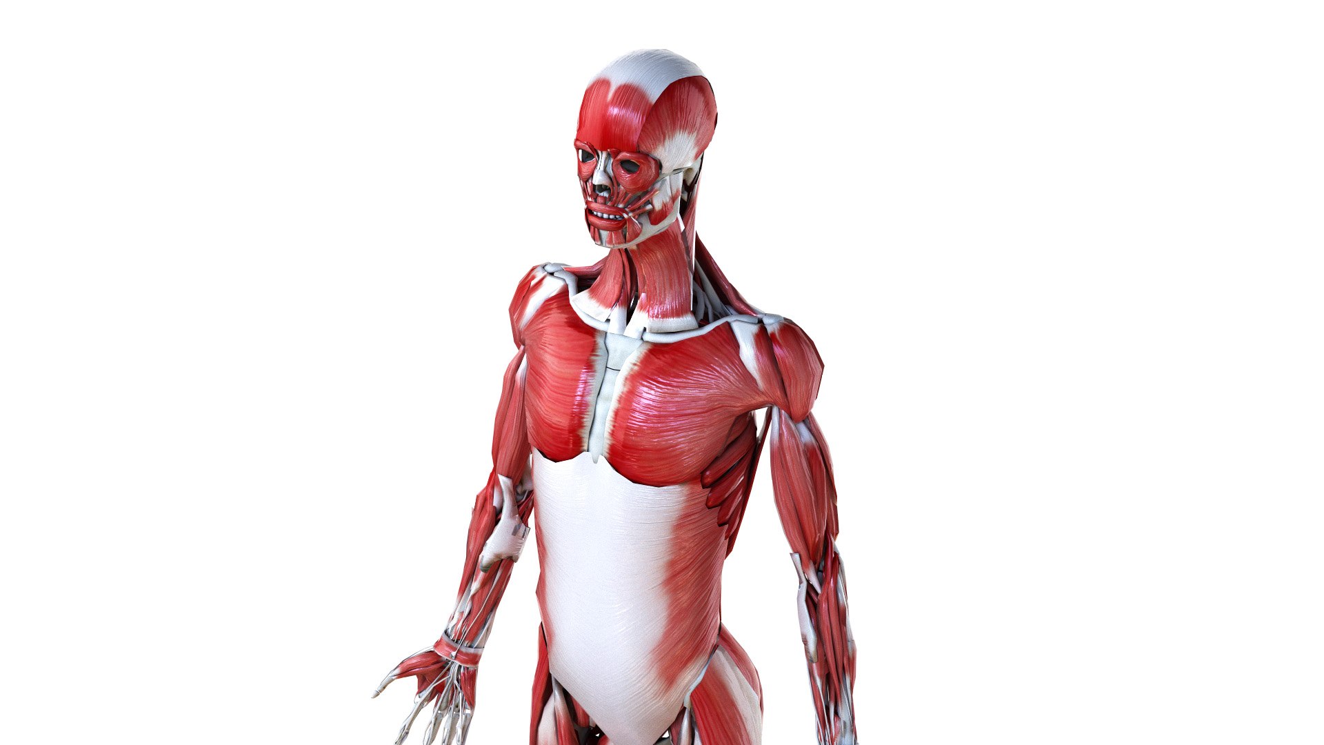 Female body skeleton muscles 3D model - TurboSquid 1524131