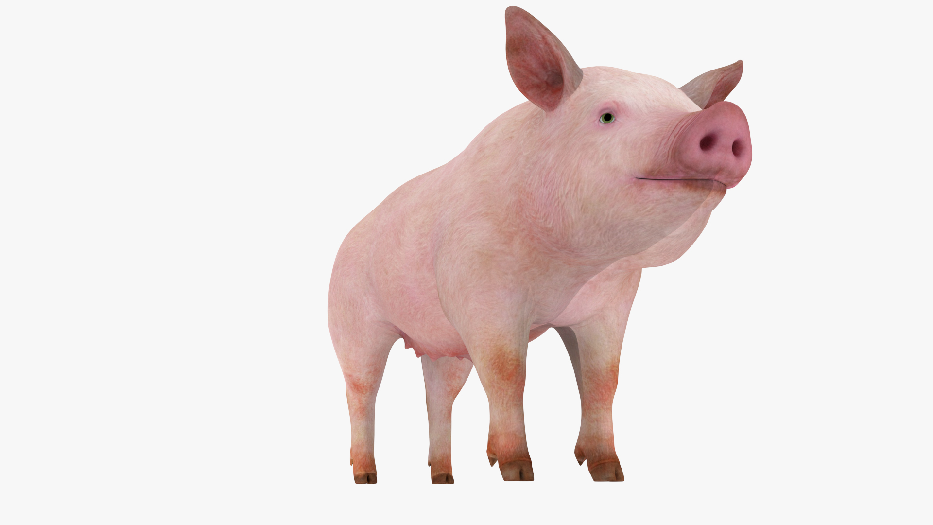 3D Pig Model - TurboSquid 1755973