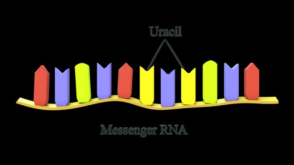 RNA 3D Models for Download | TurboSquid