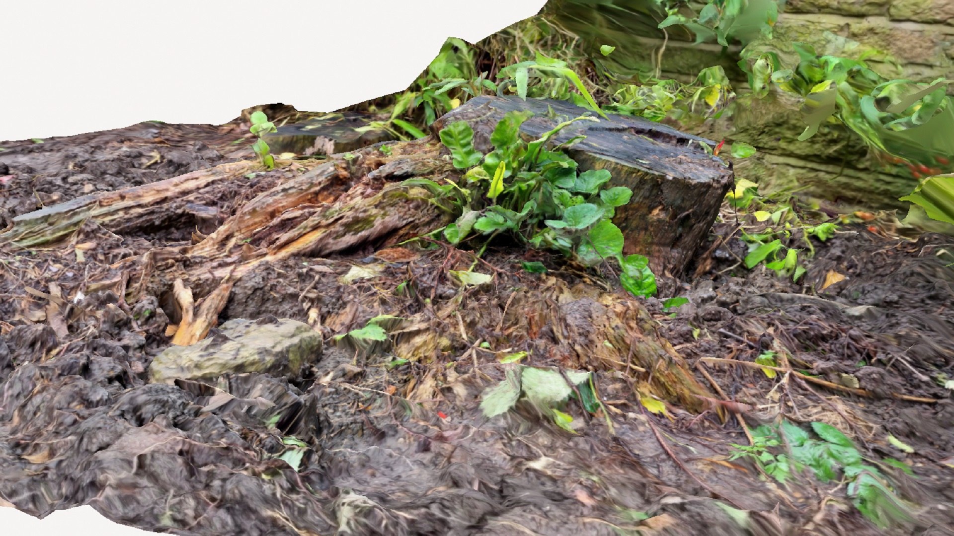 Rotted Tree Stump in the GARDEN model - TurboSquid 2148344