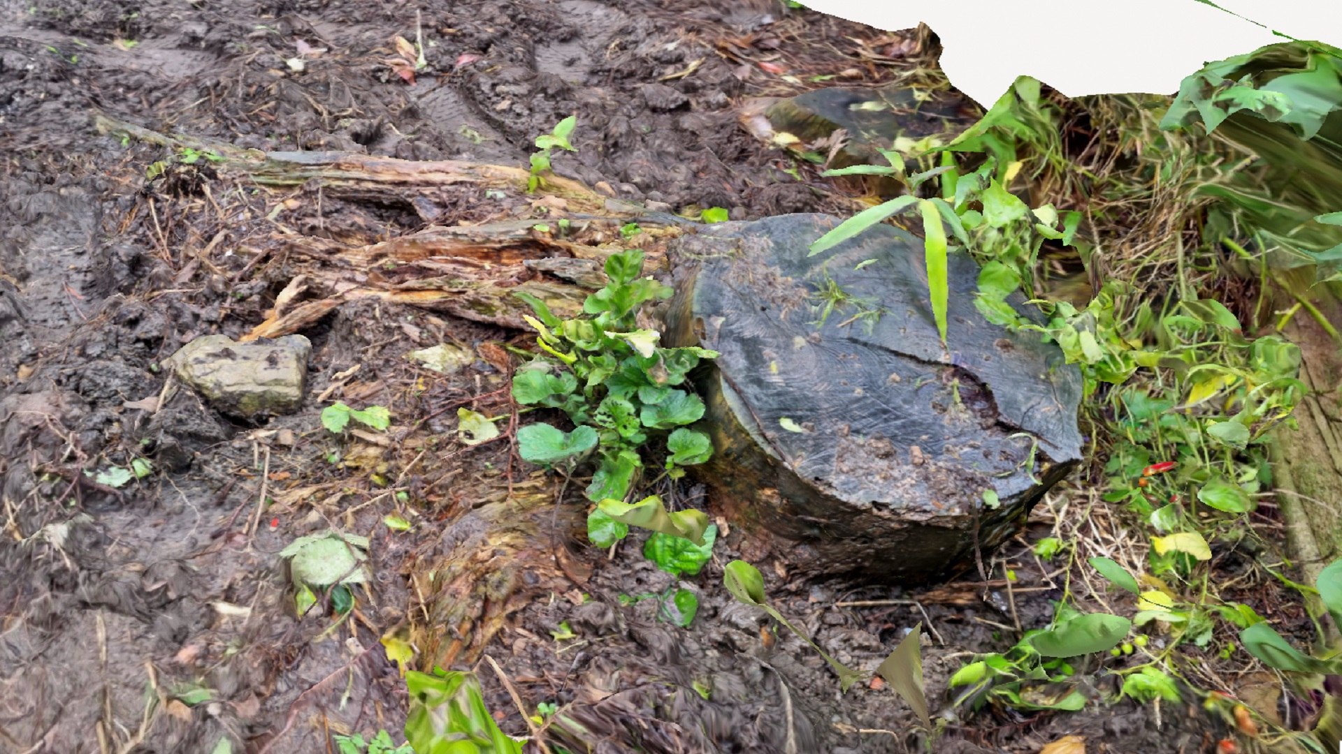 Rotted Tree Stump in the GARDEN model - TurboSquid 2148344