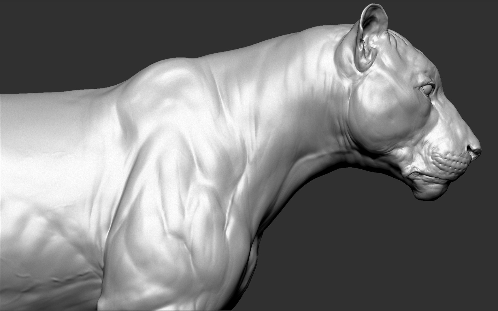 Tiger Vfx Zbrush Sculpt 3D Model - TurboSquid 1482877