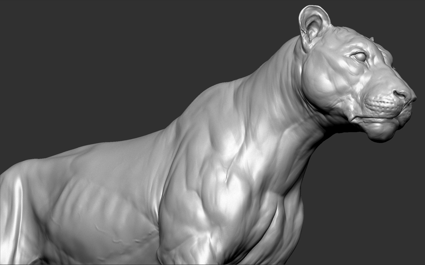 Tiger Vfx Zbrush Sculpt 3D Model - TurboSquid 1482877