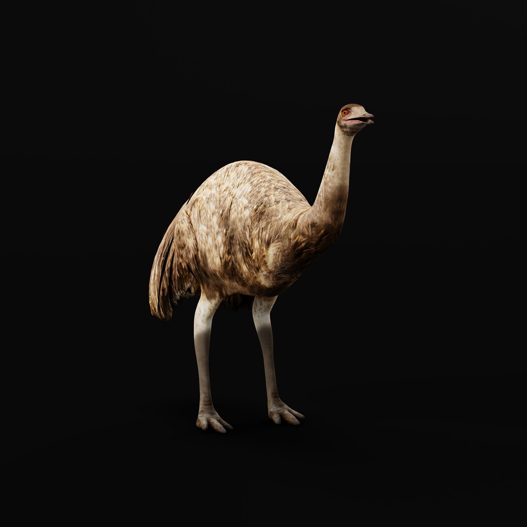 3D Emu Flightless Bird - TurboSquid 2313892