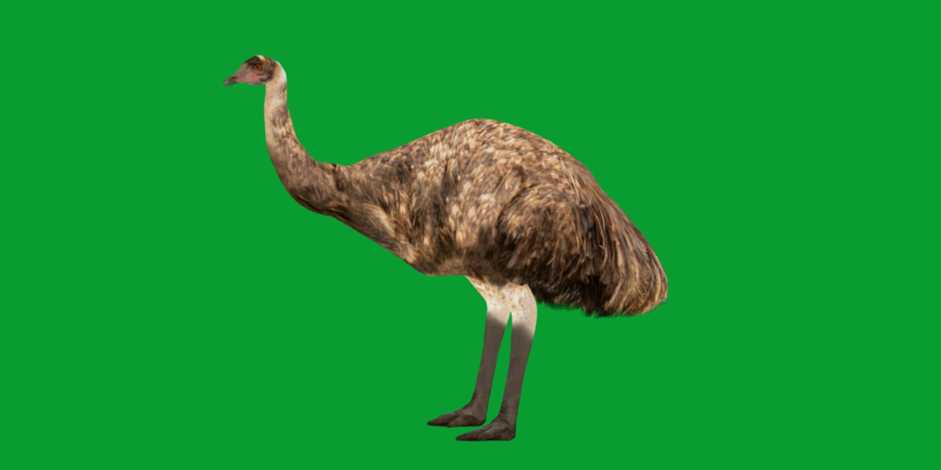 3D Emu Flightless Bird - TurboSquid 2313892