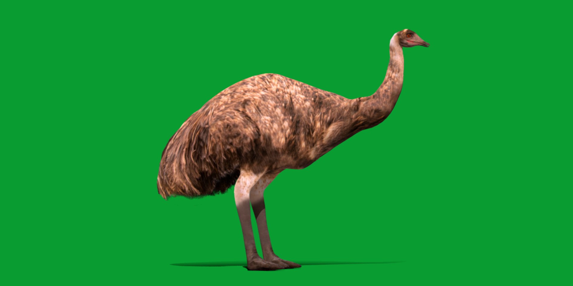 3D Emu Flightless Bird - TurboSquid 2313892