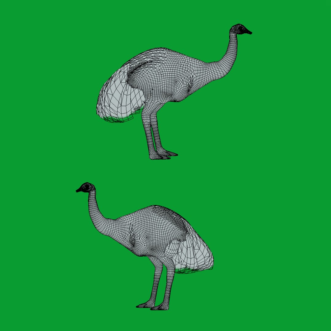 3D Emu Flightless Bird - TurboSquid 2313892