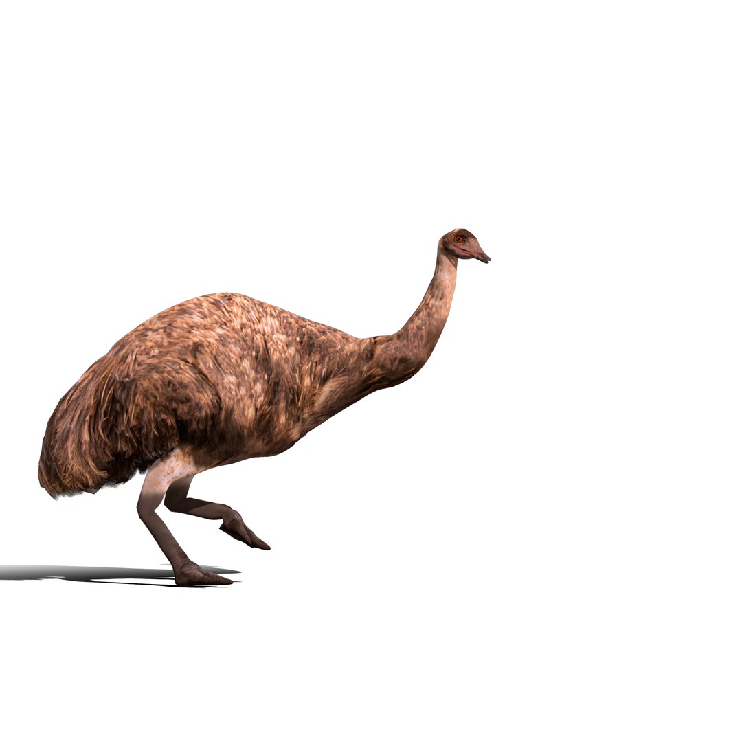 3D Emu Flightless Bird - TurboSquid 2313892