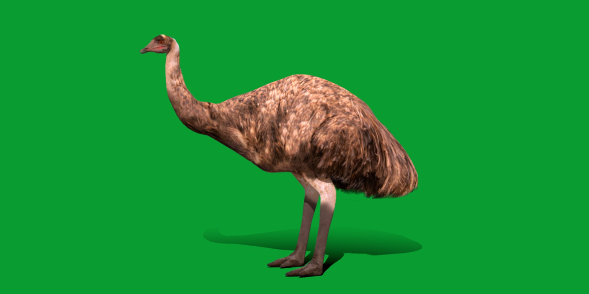 3D Emu Flightless Bird - TurboSquid 2313892