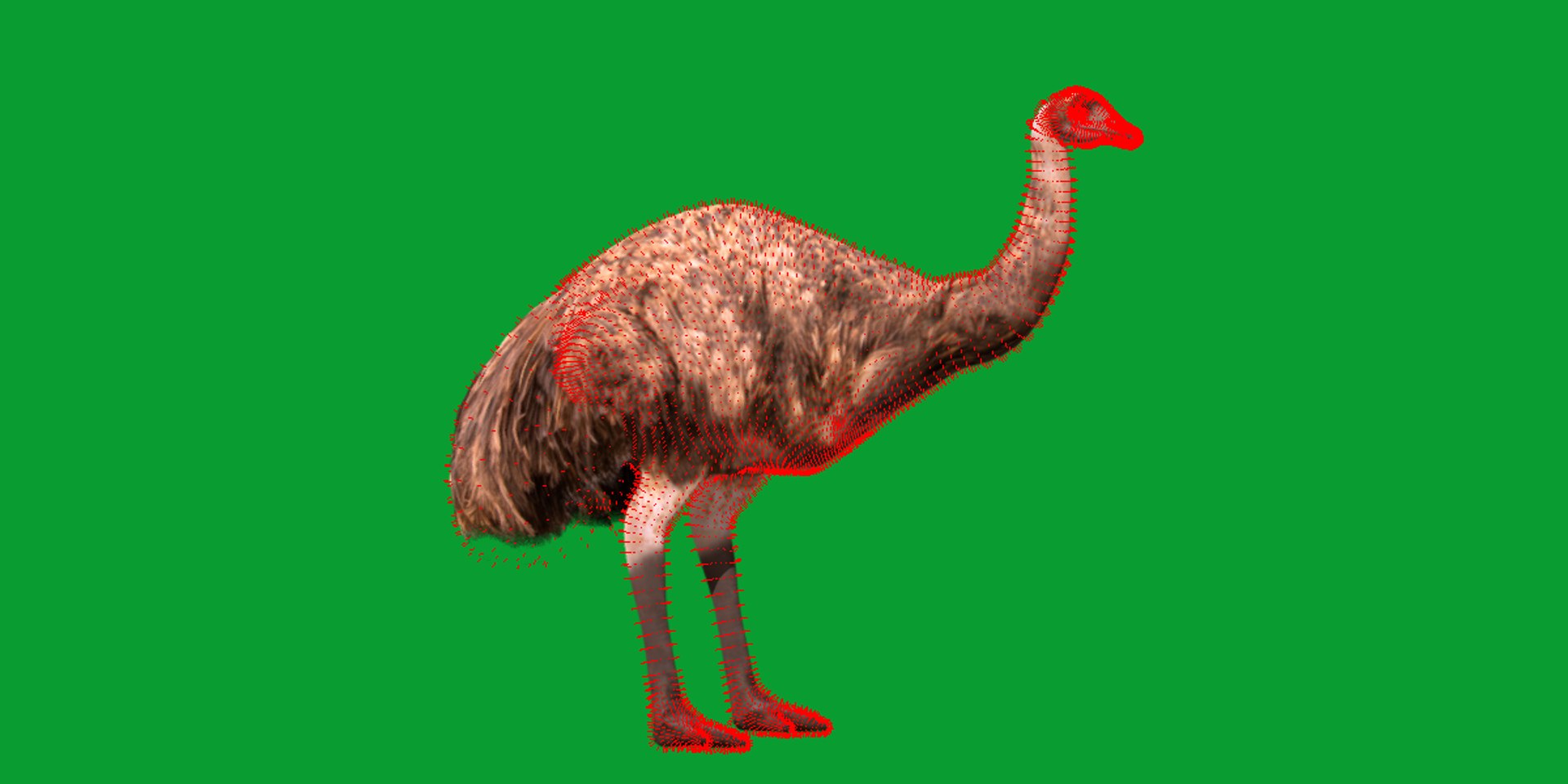 3D Emu Flightless Bird - TurboSquid 2313892