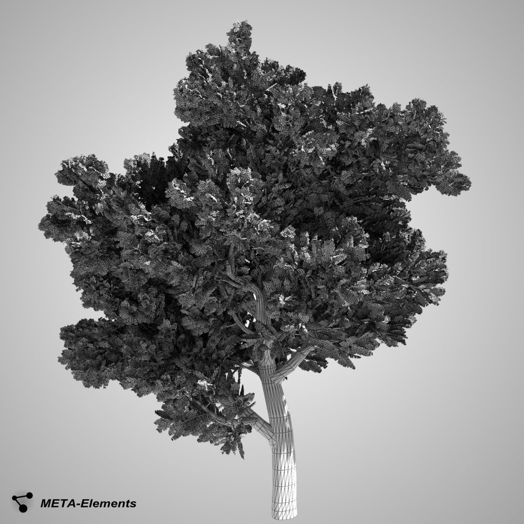 Free Obj Model Broadleaf Tree Leaves