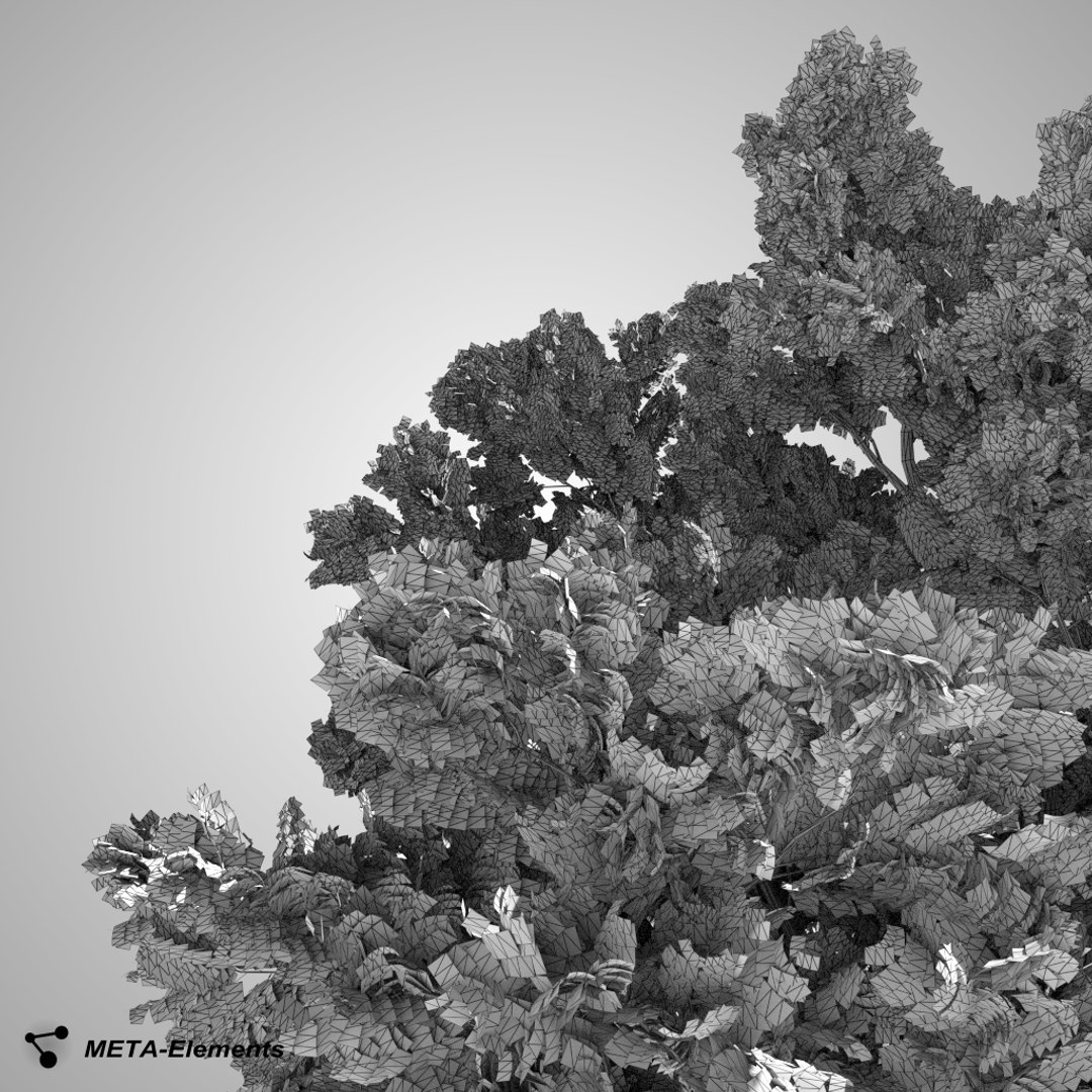 Free Obj Model Broadleaf Tree Leaves