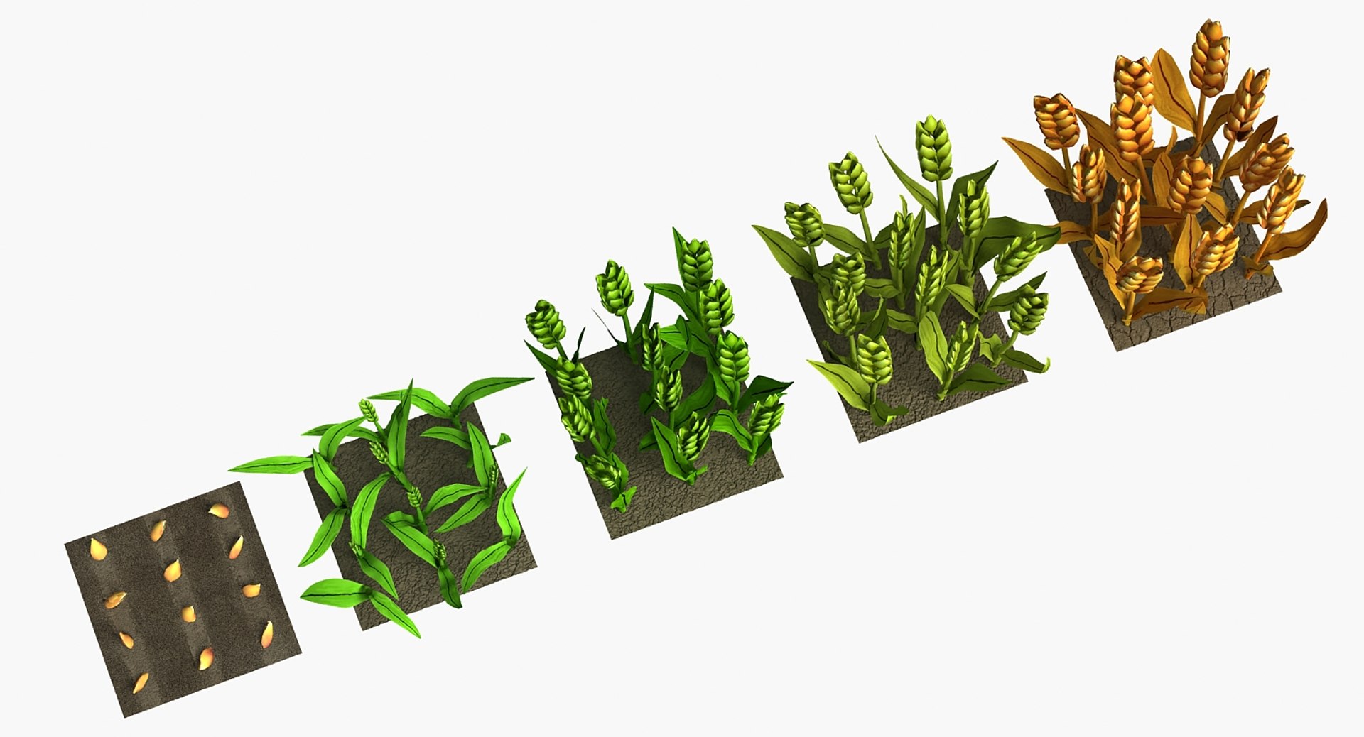 Cartoon Grow Stages Max