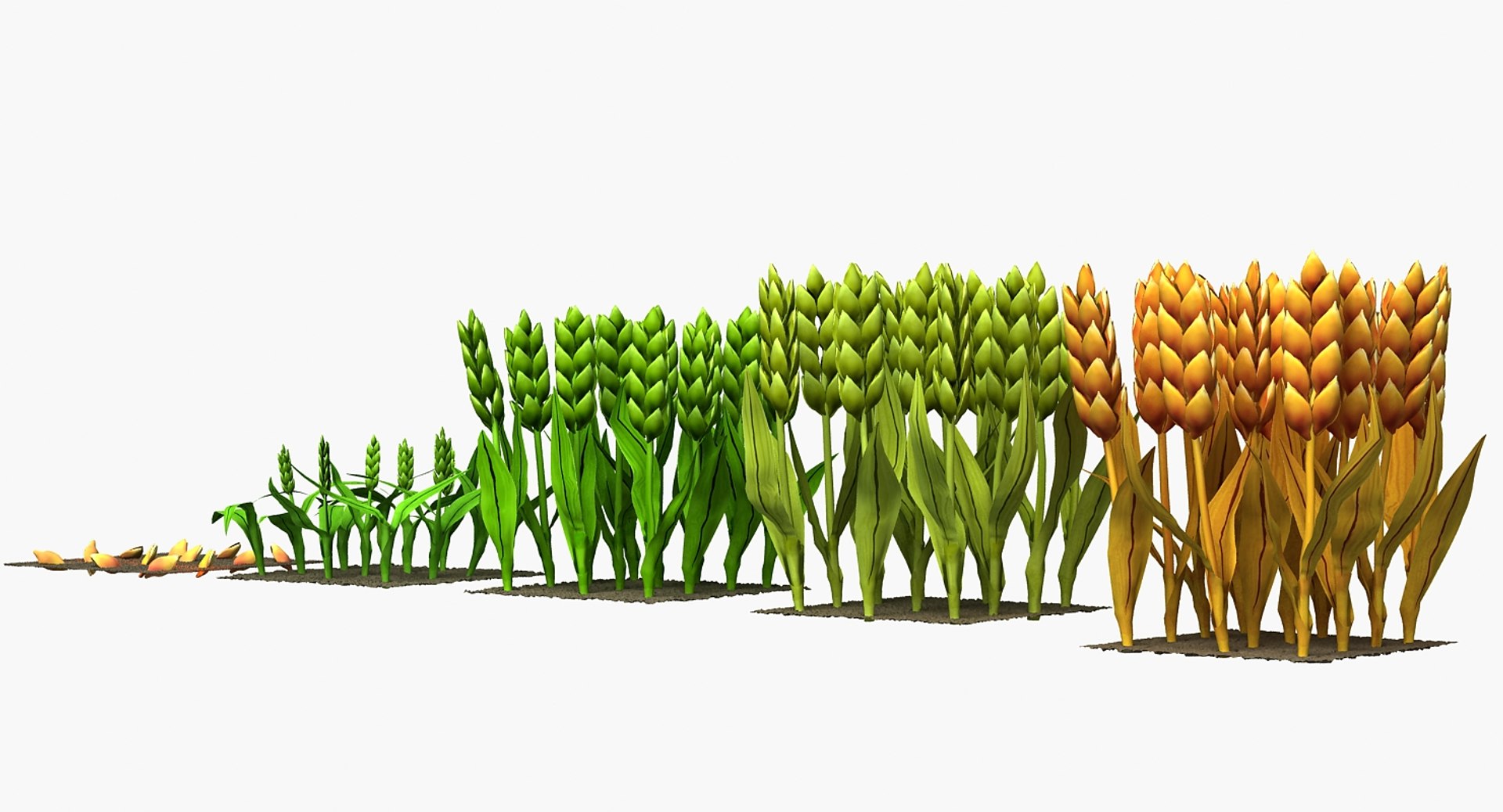 Cartoon Grow Stages Max