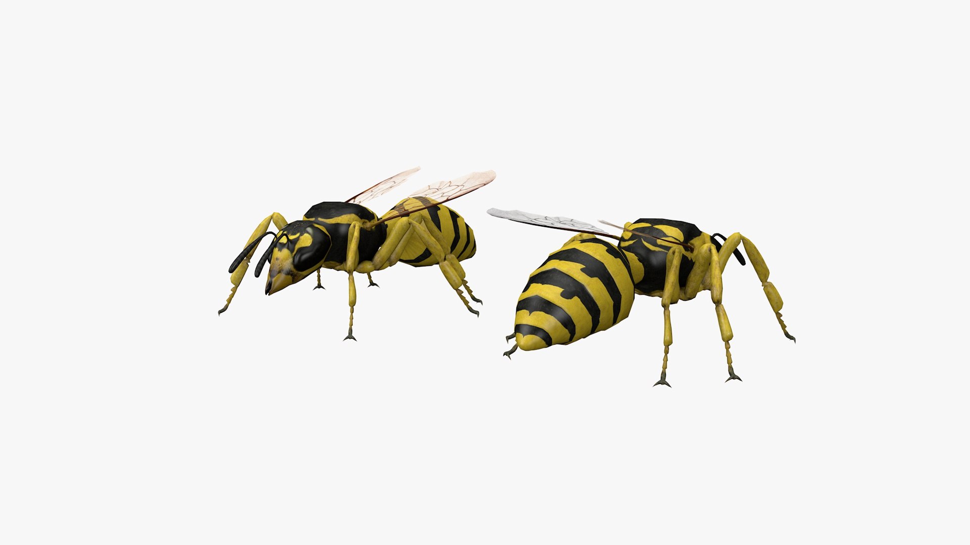 3D Wasp - TurboSquid 1857380
