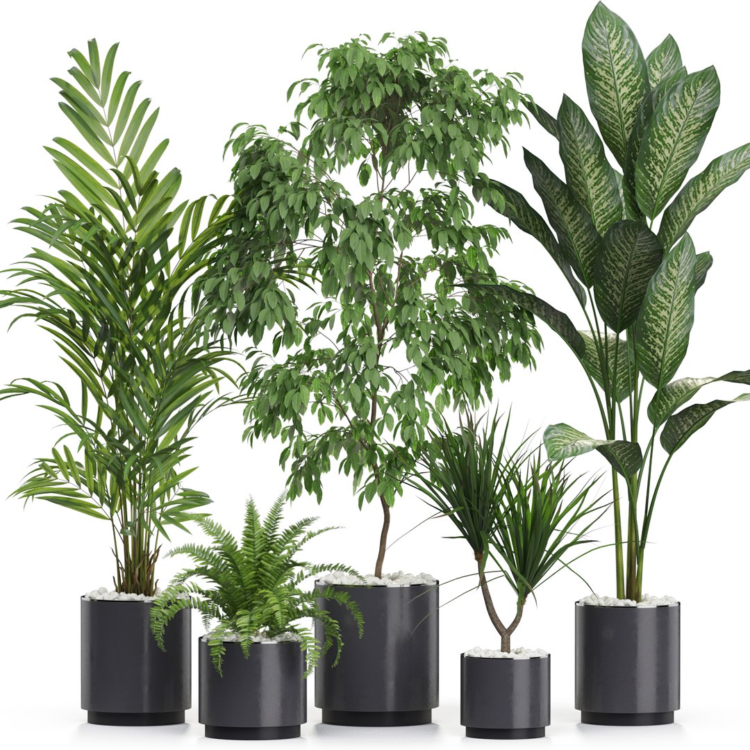 Plants Collection 613 3D Model - TurboSquid 1860527