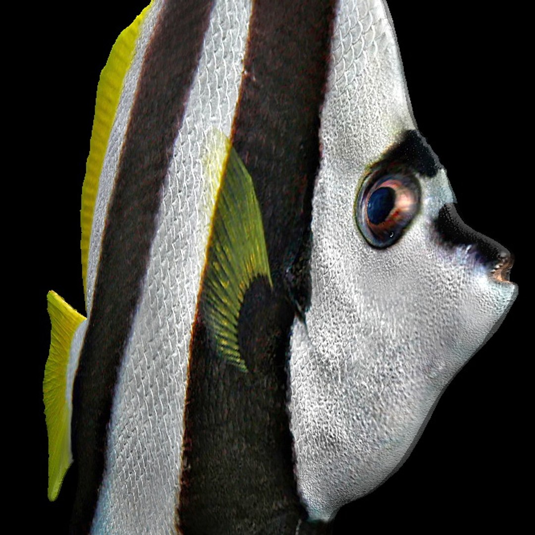 3d Pennant Coral Fish Model