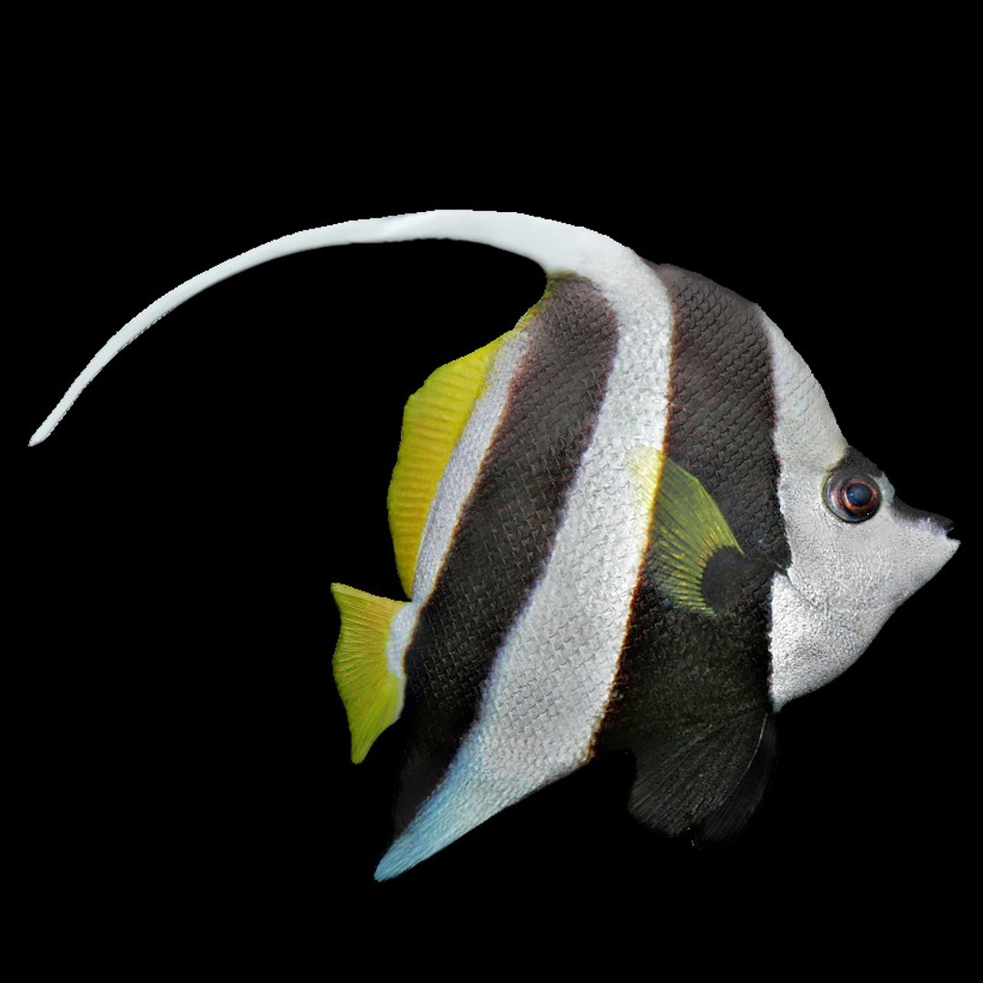 3d Pennant Coral Fish Model