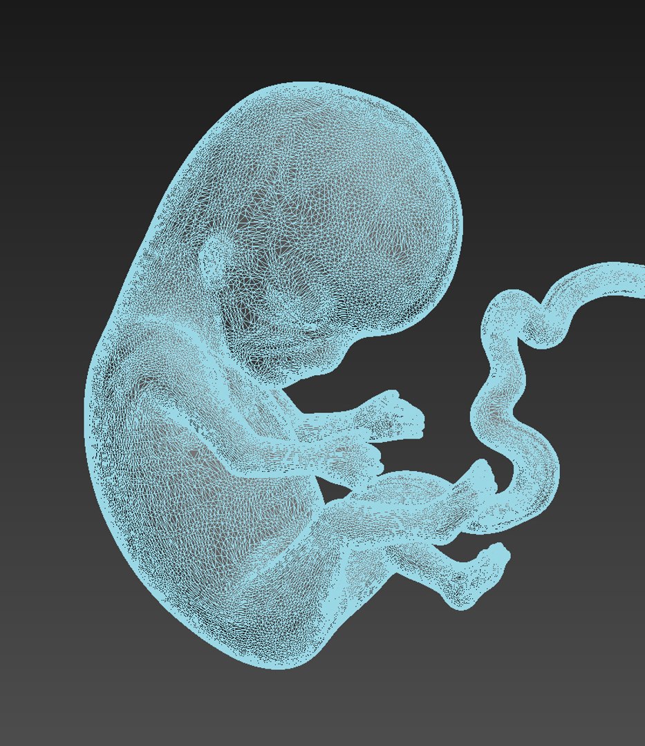 Human Embryo Max