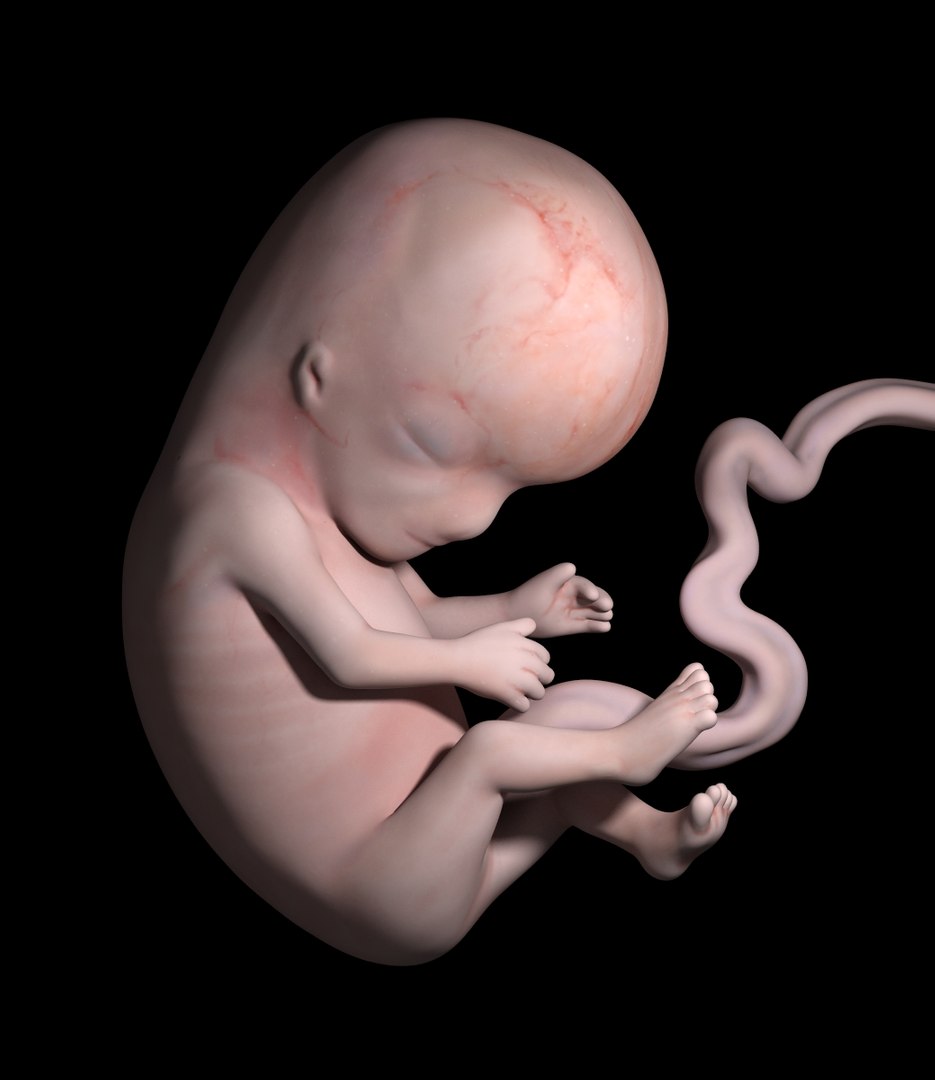 Human Embryo Max