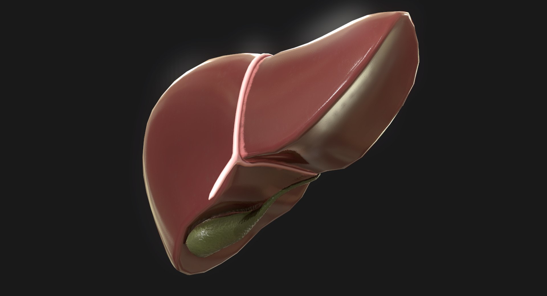 3D Model Human Liver - TurboSquid 1421462