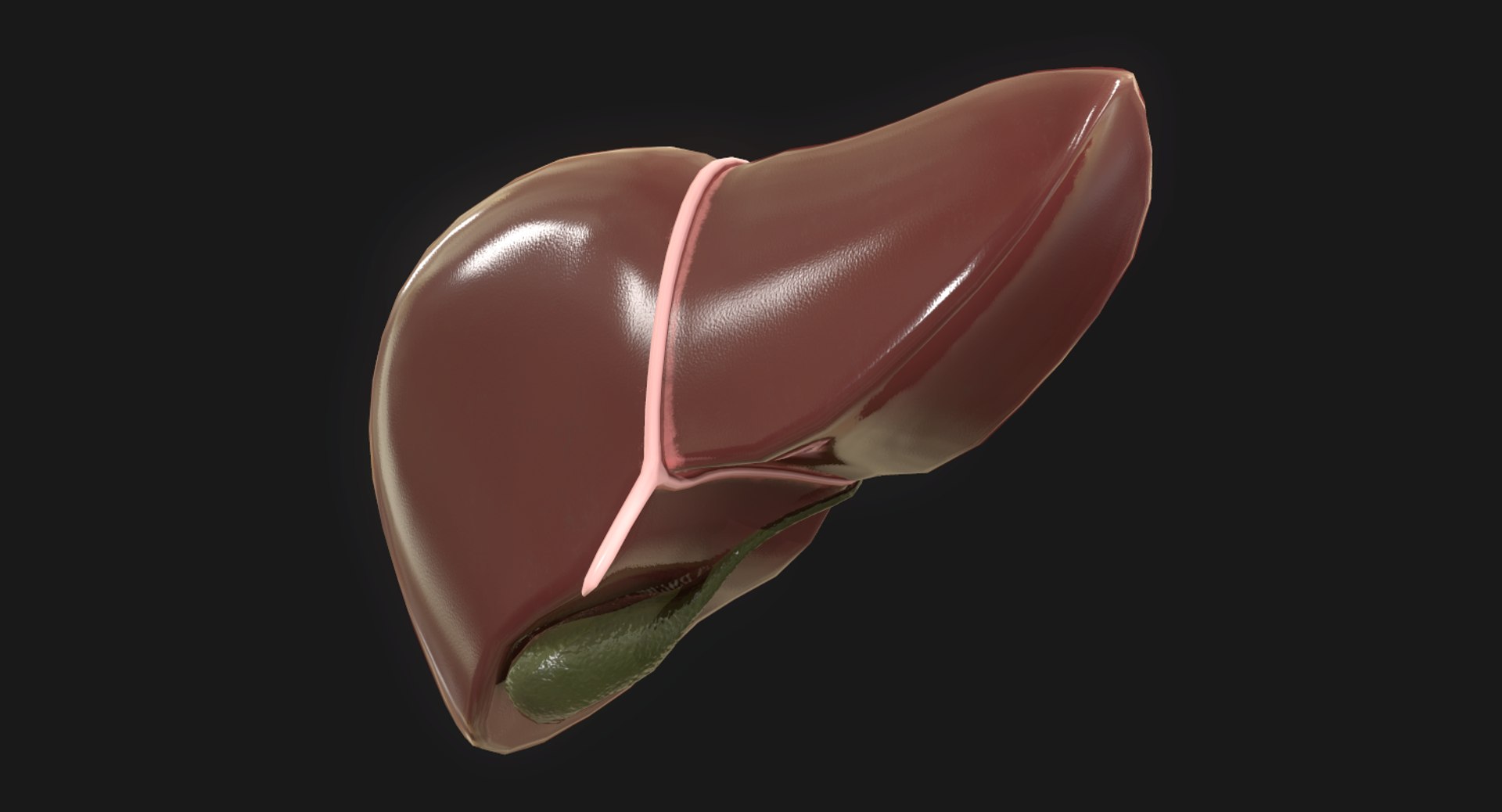 3D Model Human Liver - TurboSquid 1421462