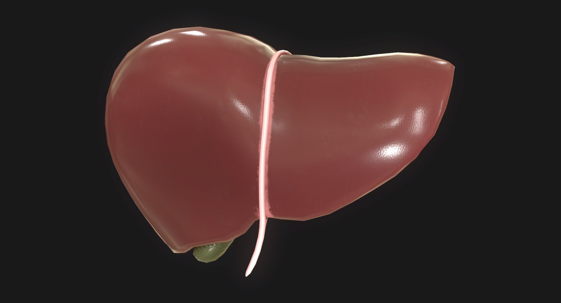 3D Model Human Liver - TurboSquid 1421462