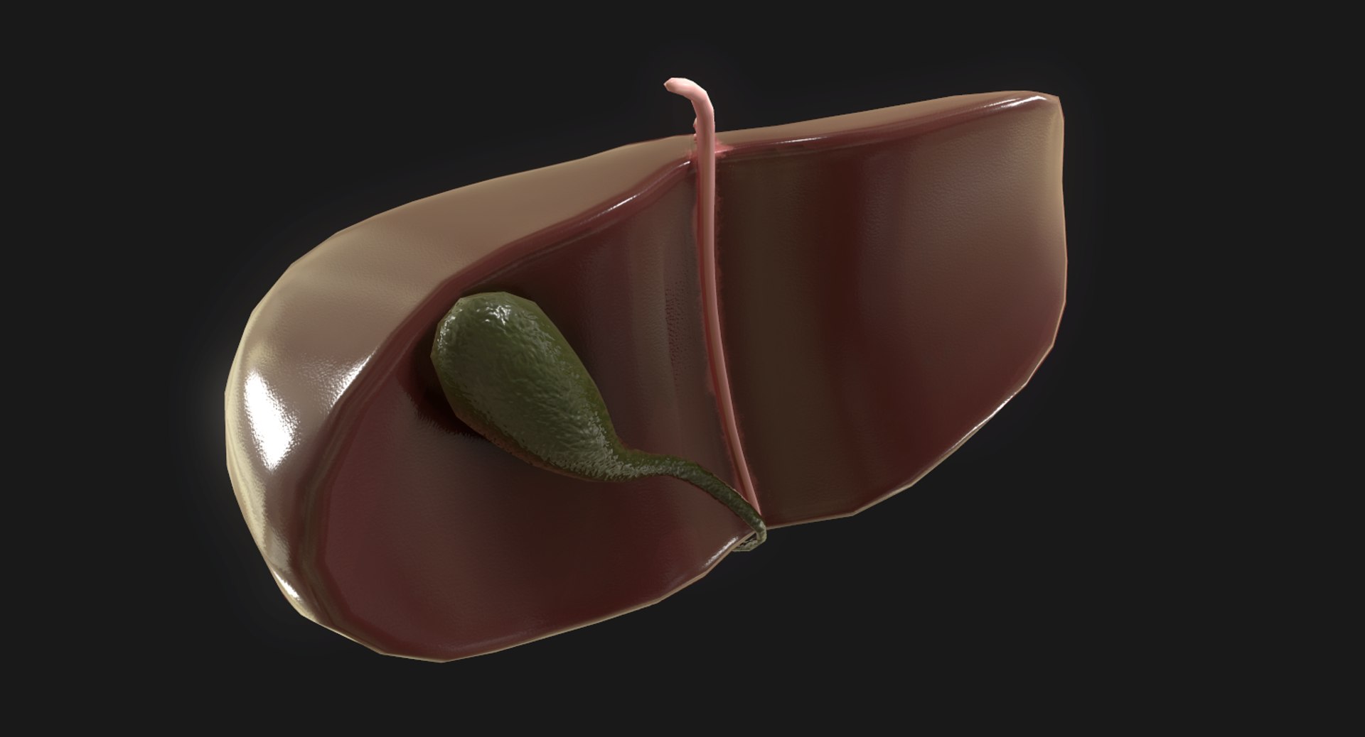 3D Model Human Liver - TurboSquid 1421462