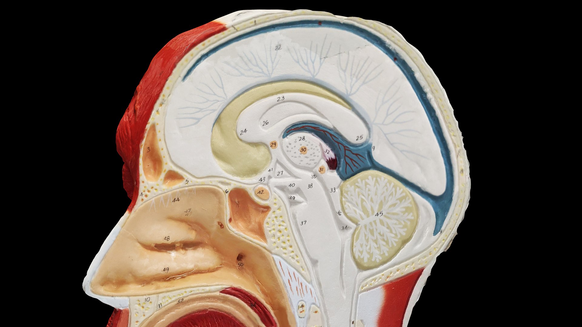 3D Human Head Muscles Model - TurboSquid 1719256