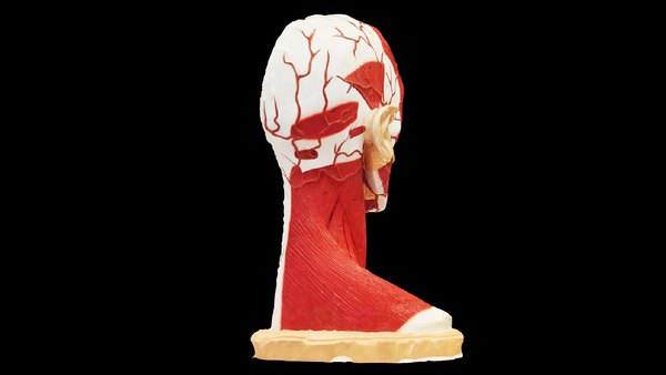 3D Human Head Muscles model - TurboSquid 1719256