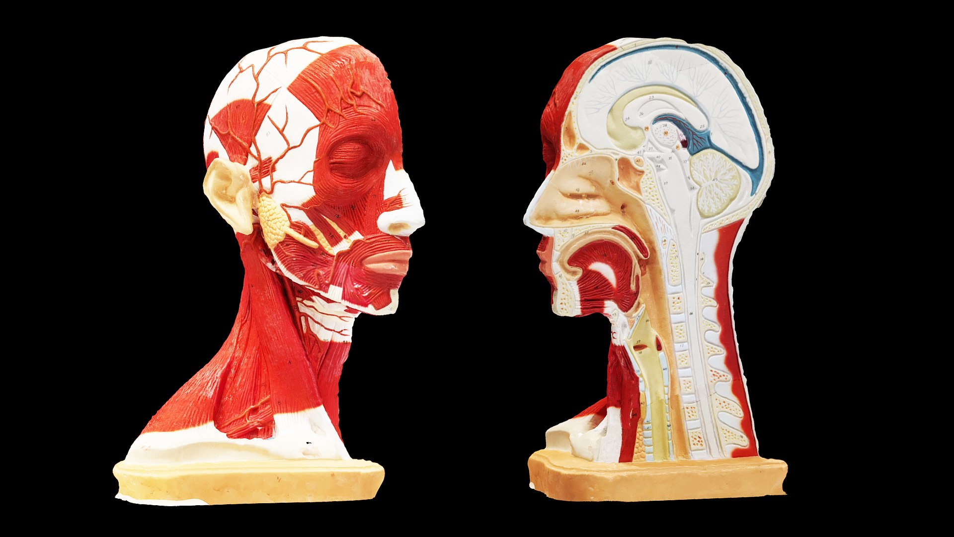 3D Human Head Muscles Model - TurboSquid 1719256