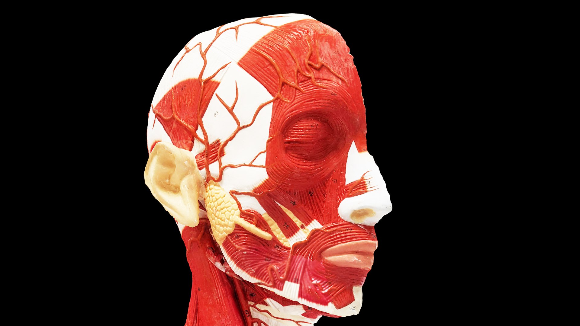 3D Human Head Muscles Model - TurboSquid 1719256