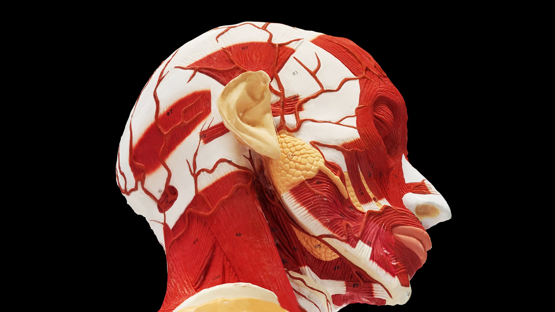 3D Human Head Muscles Model - TurboSquid 1719256